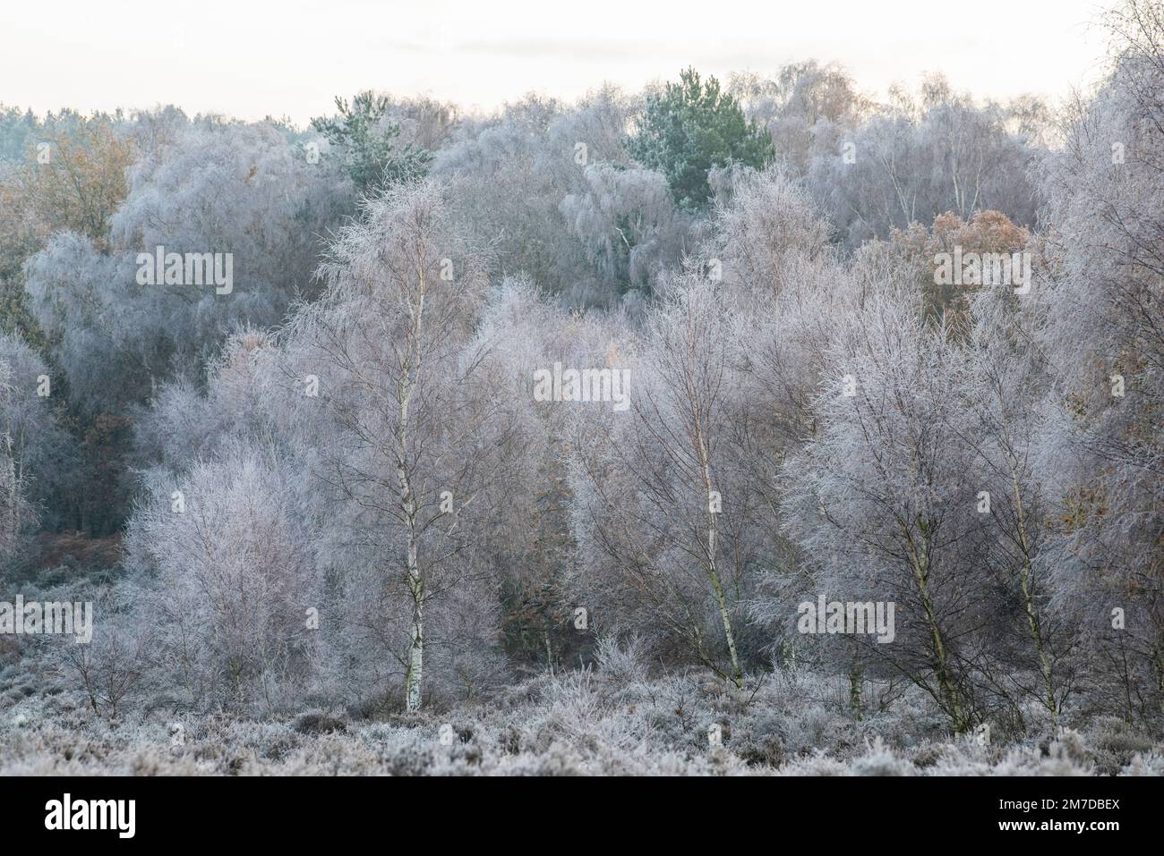 Frosty frozen morning at RSPB Budby South Forest, Sherwood Forest ...