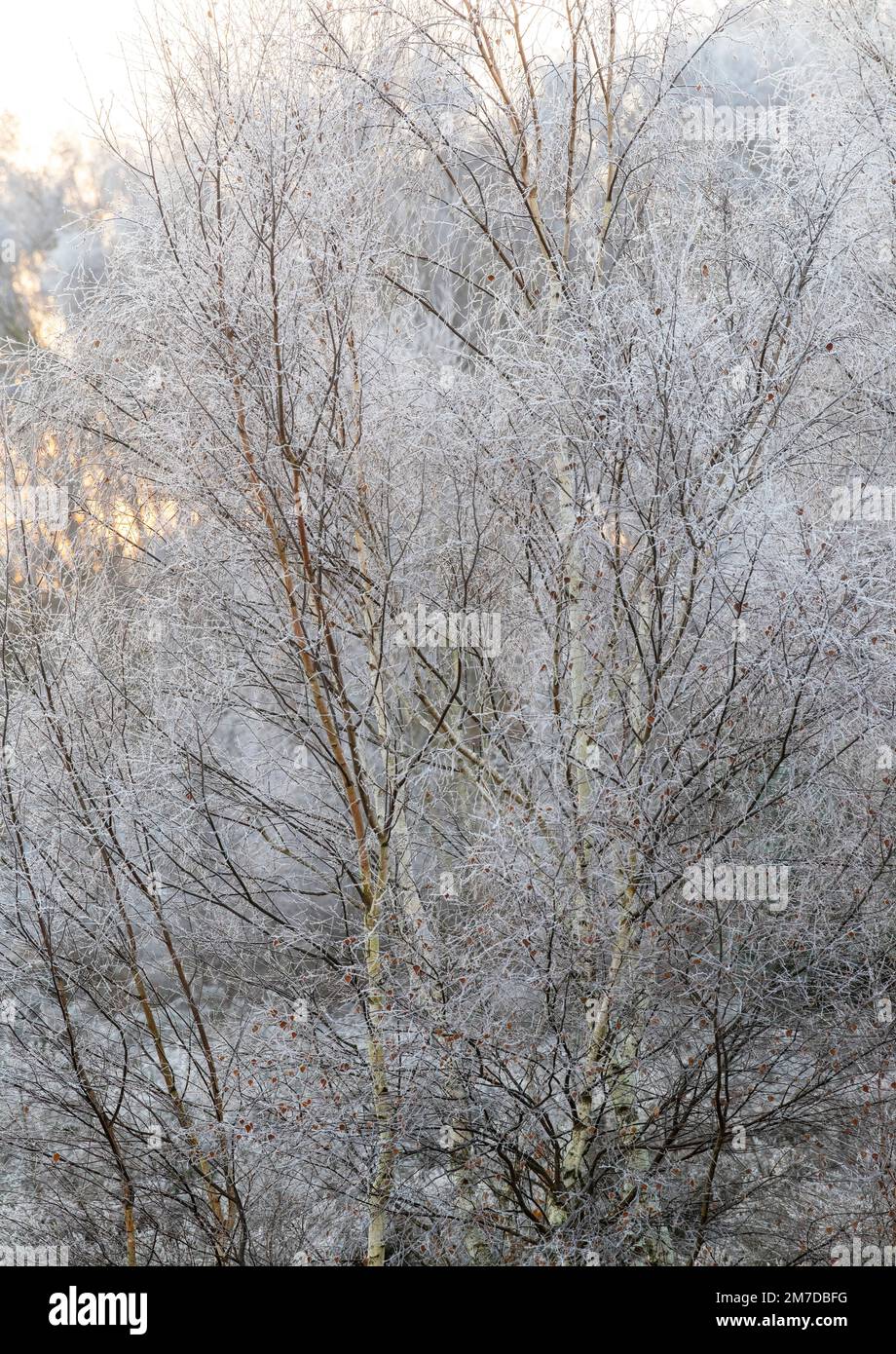Frosty frozen morning at RSPB Budby South Forest, Sherwood Forest ...