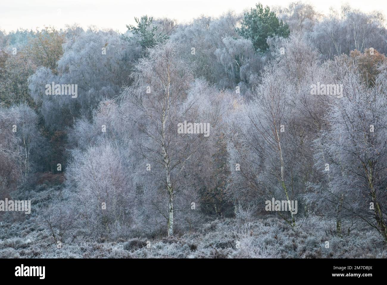 Frosty frozen morning at RSPB Budby South Forest, Sherwood Forest ...