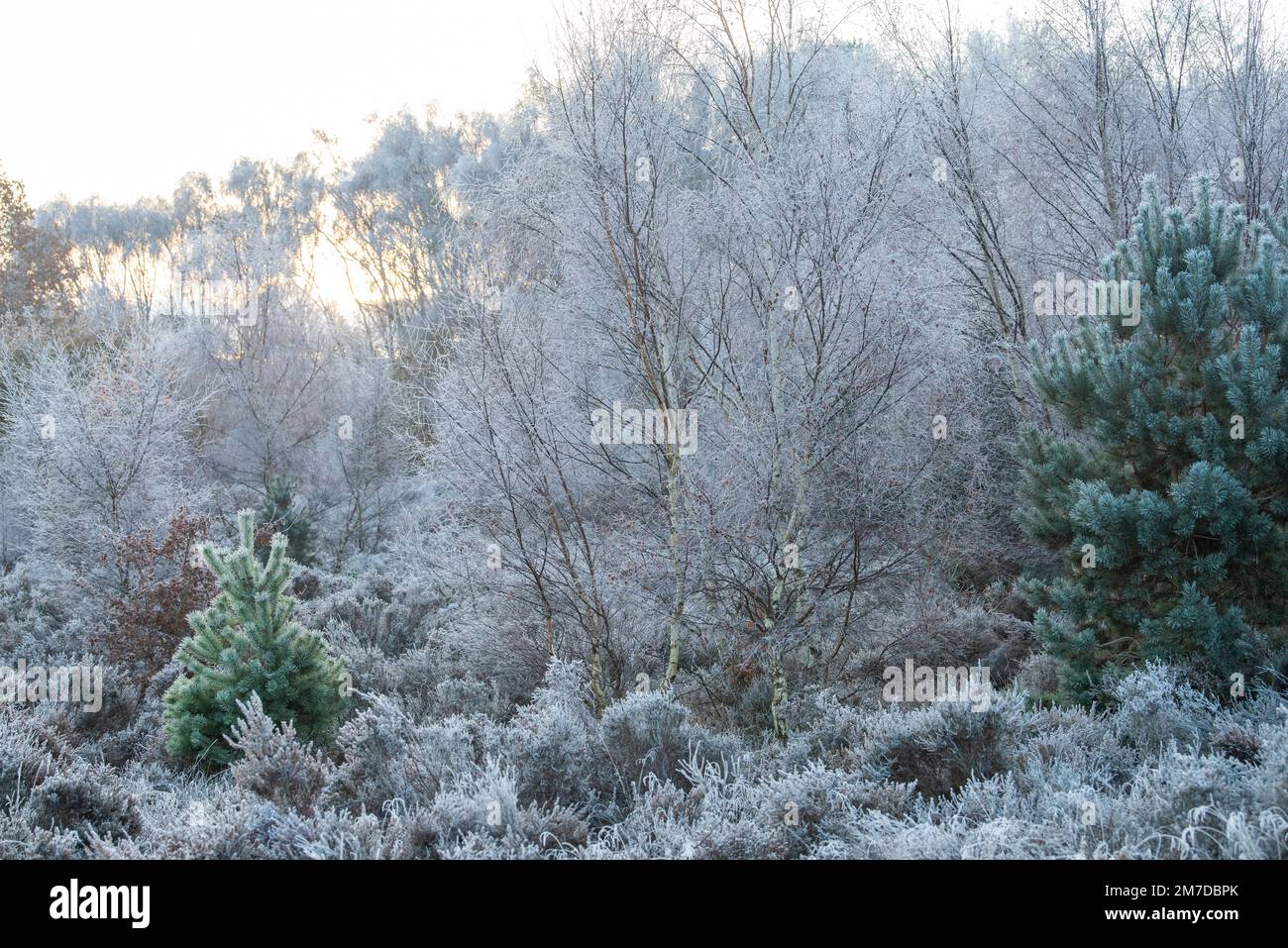 Frosty frozen morning at RSPB Budby South Forest, Sherwood Forest ...
