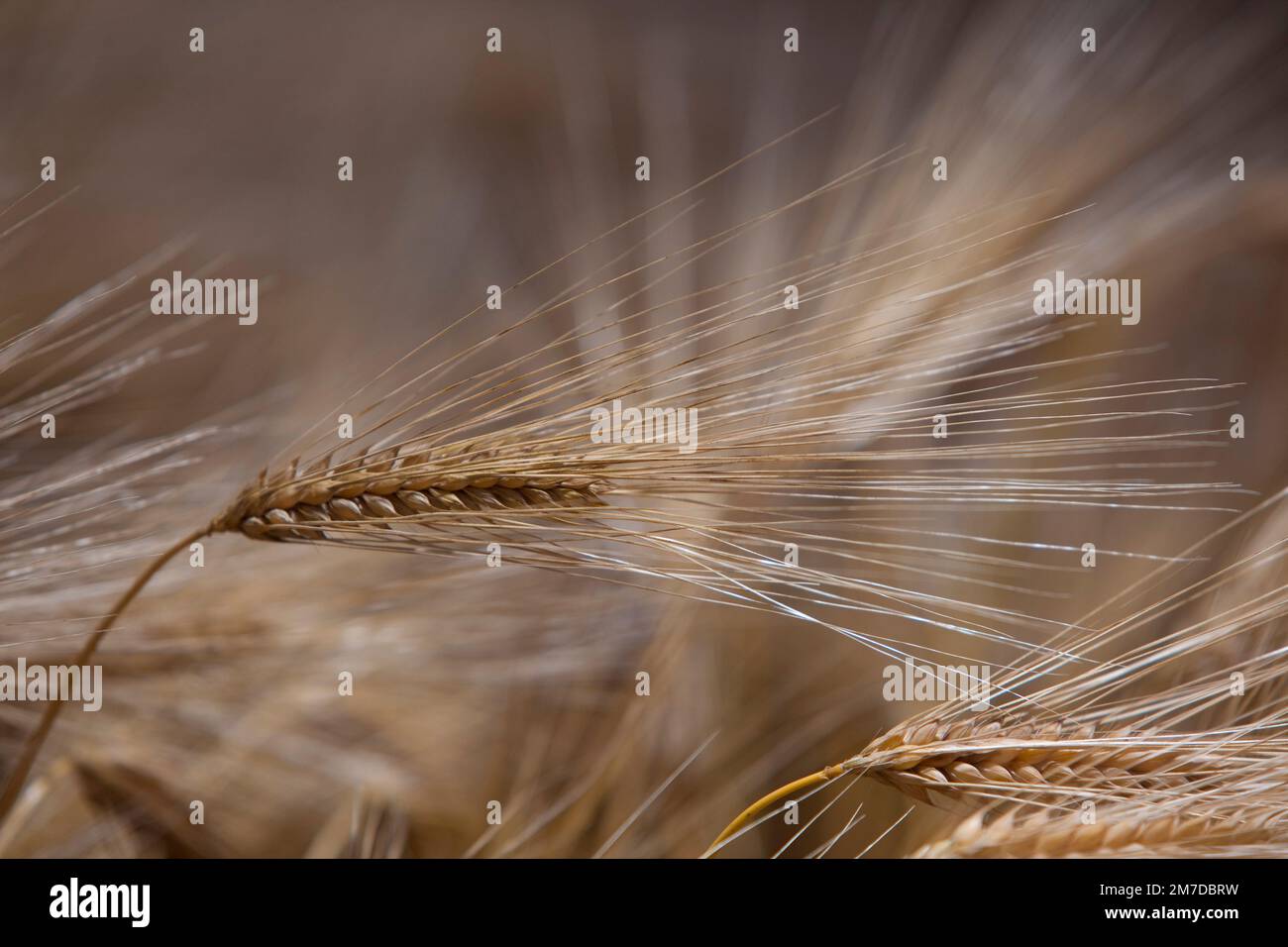 A field of barley in the british countryside ripening in the summer sun ...