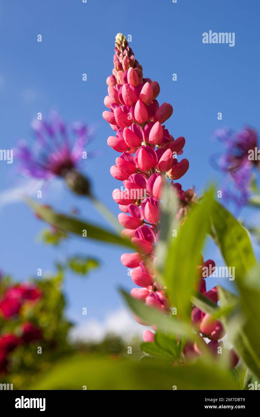 A tall spike of bright pink lupin in full bloom on a bright sunny day ...