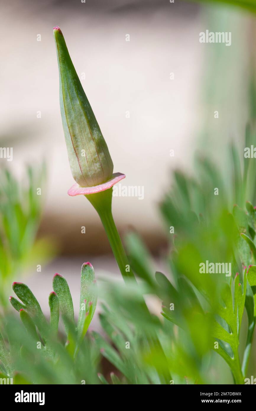 The tightly bound flower head of the californian poppy flower of the ...