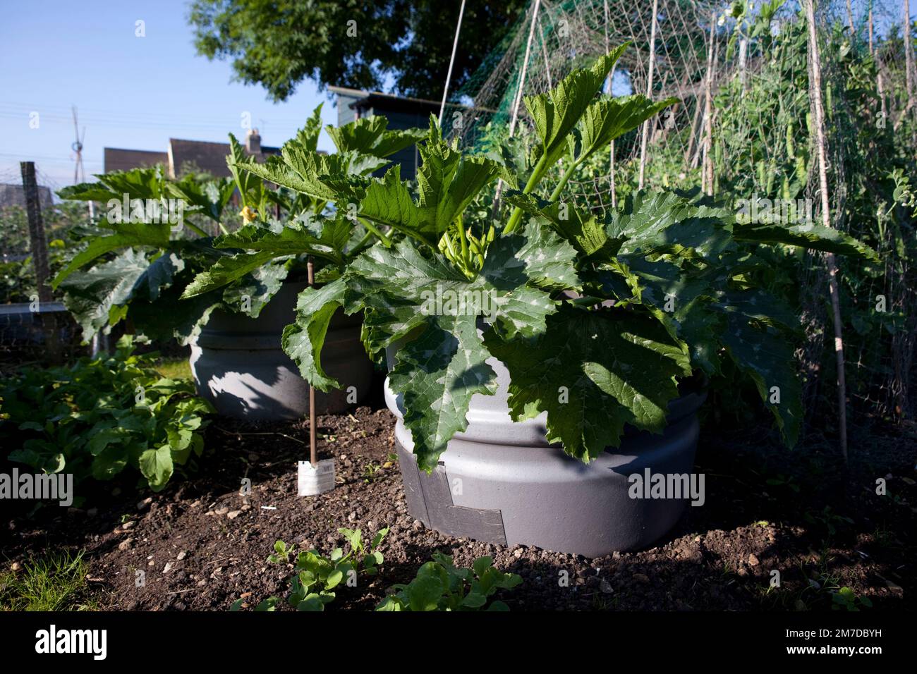 Courgette plants being grown individually in old plastic drums that act ...