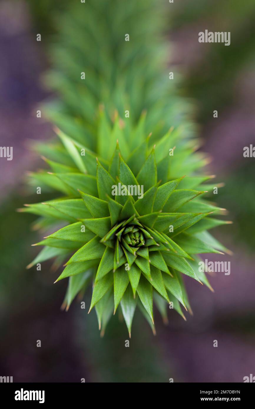 A close up images of the shoot or branch of thr Monkey Puzzle tree or ...