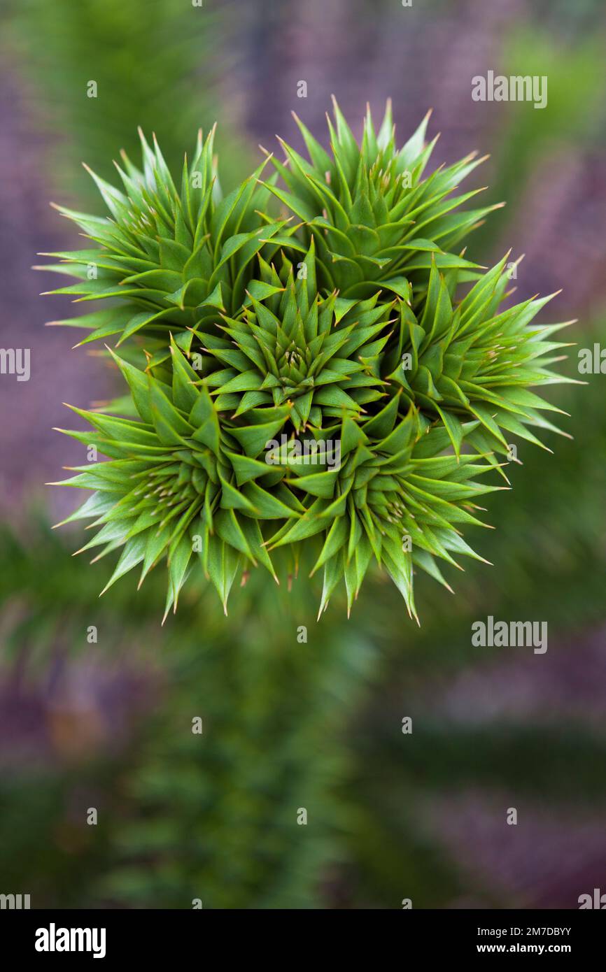 A close up images of the shoot or branch of thr Monkey Puzzle tree or ...