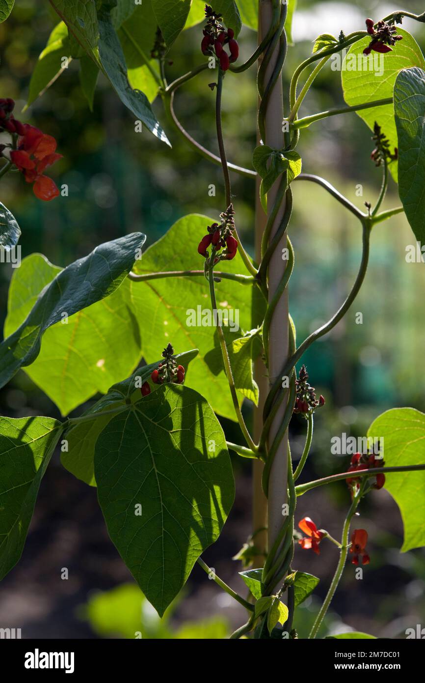 The young shoots of thte green or runner bean creep out and entwine ...