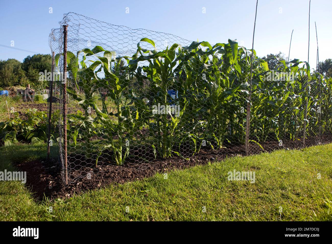 Young sweetcorn plants growing under the protection of a frame adn wire ...
