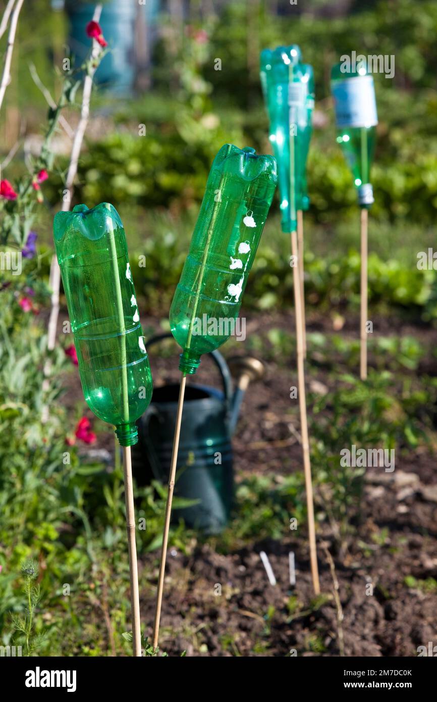 Old plastic drinks bottles are used to frighten off birds and predators ...
