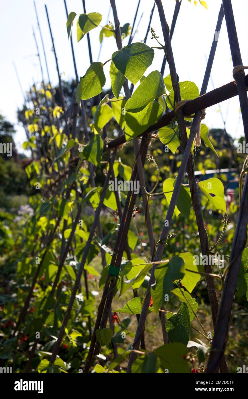 The young shoots of thte green or runner bean creep out and entwine ...
