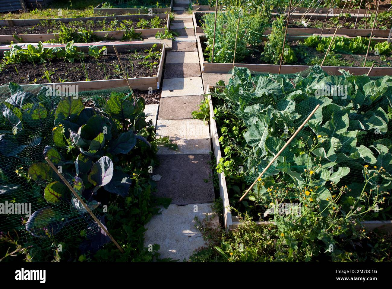 Wooden raised beds with pathways hi-res stock photography and images ...