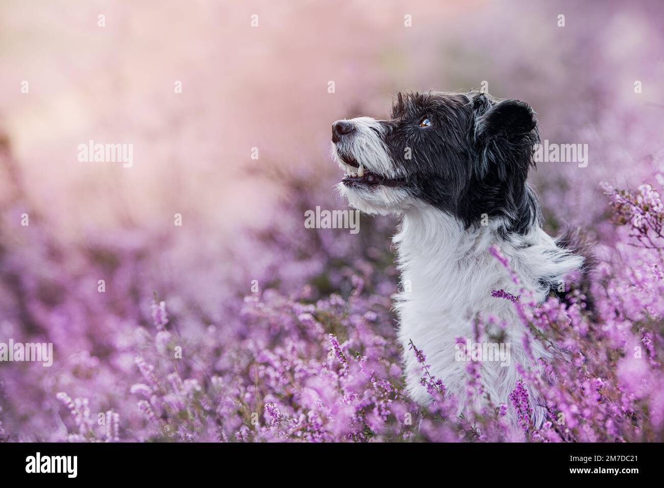 Cute dog in heather landscape Stock Photo - Alamy