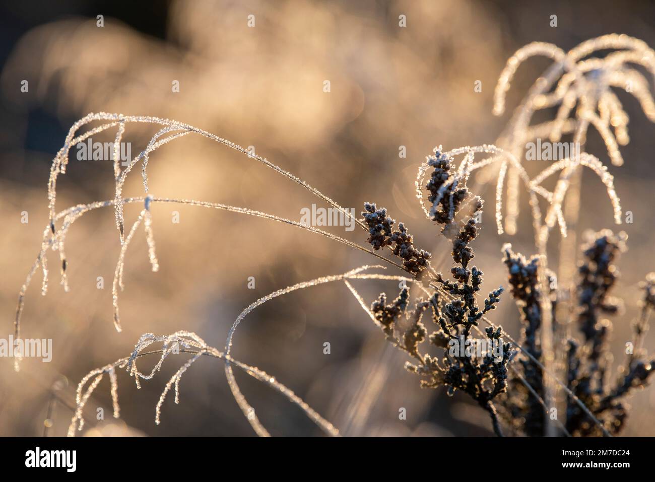 Frosty frozen morning at RSPB Budby South Forest, Sherwood Forest ...