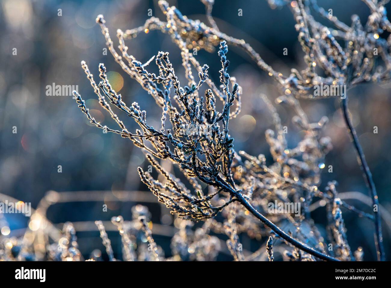 Frosty frozen morning at RSPB Budby South Forest, Sherwood Forest ...