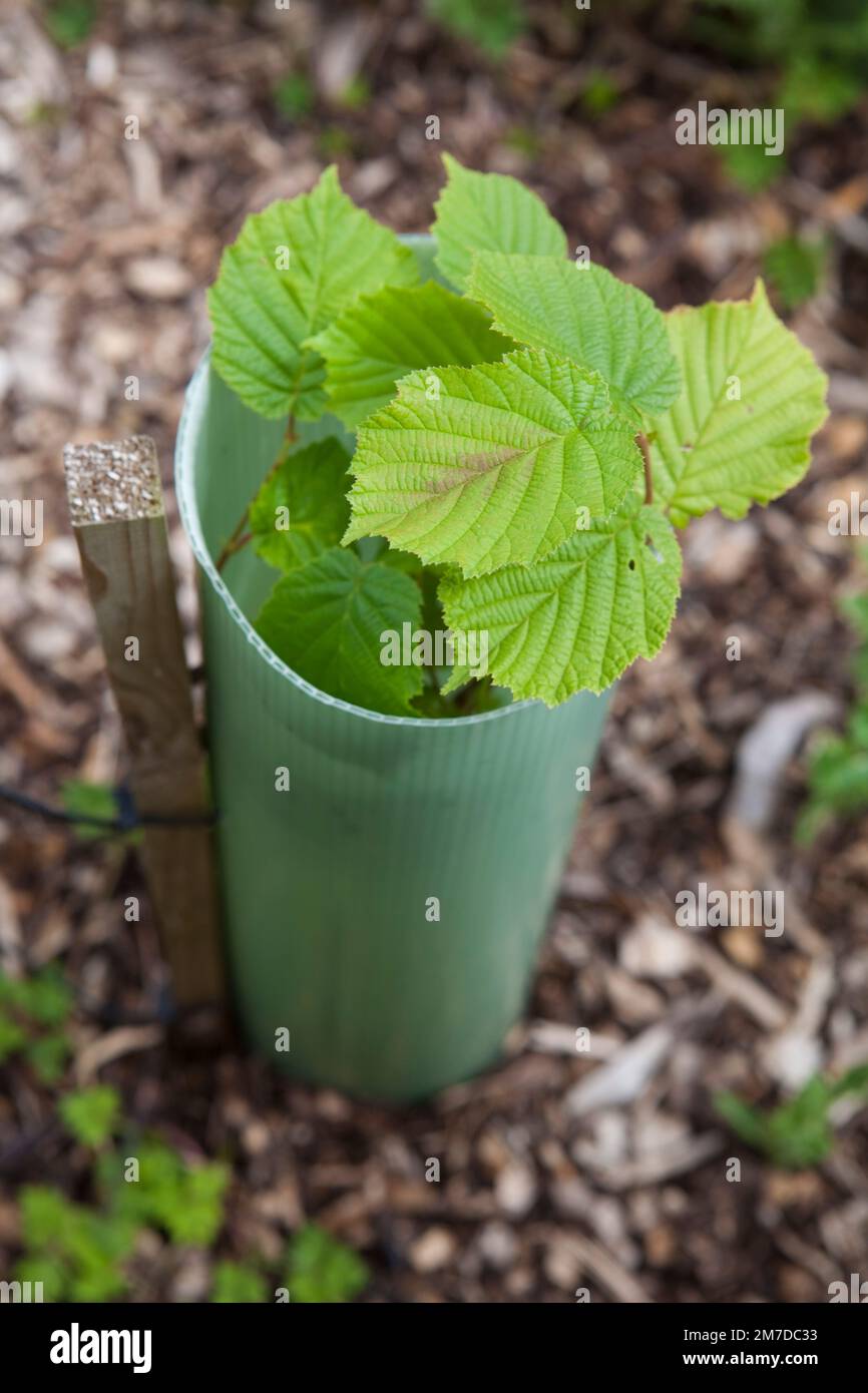 A plastic sheath or sleeve surround a young tree sapling and acts as ...