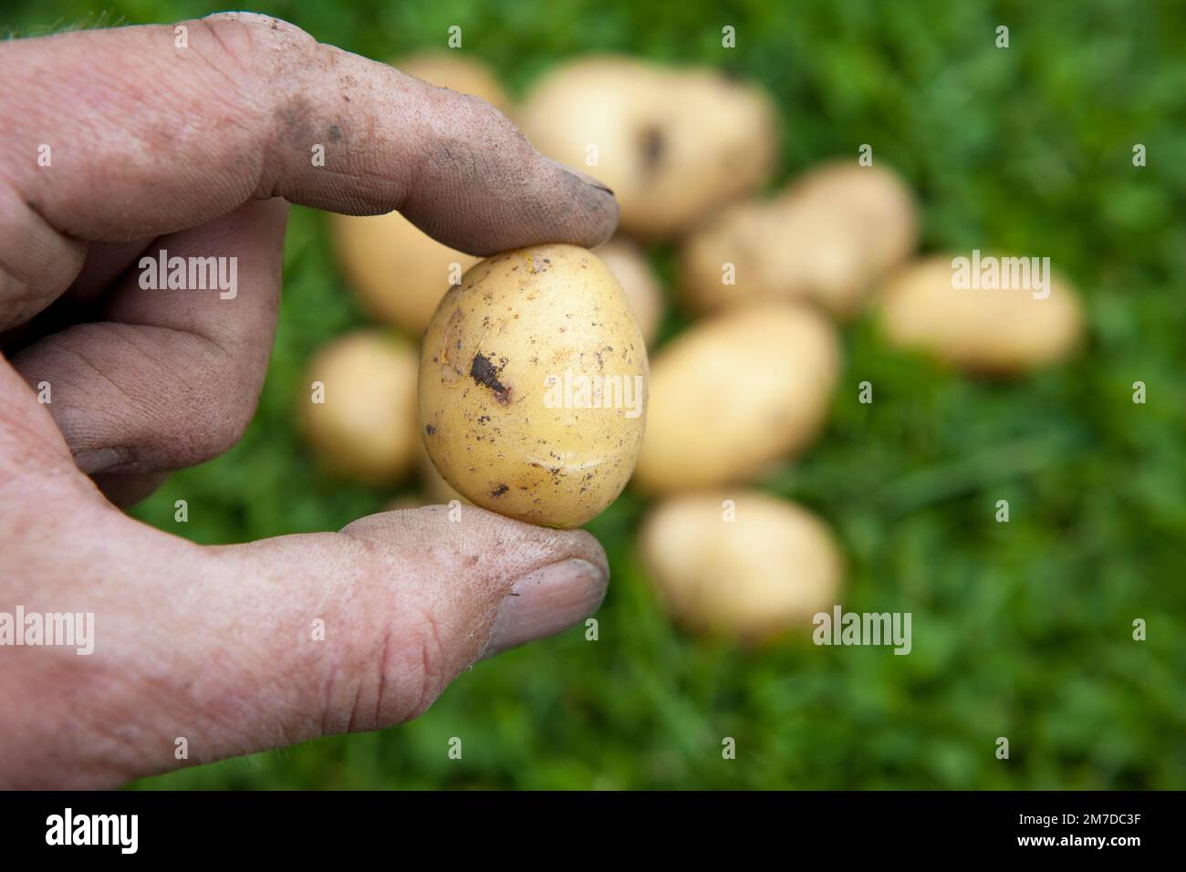 Small but perfectly formed hi-res stock photography and images - Alamy