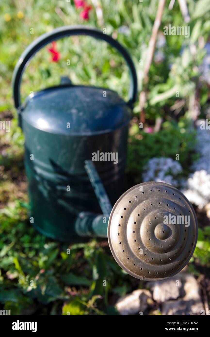 A large green watering can with traditional rosette head sits on an ...