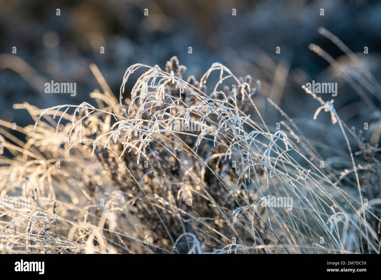 Frosty frozen morning at RSPB Budby South Forest, Sherwood Forest ...