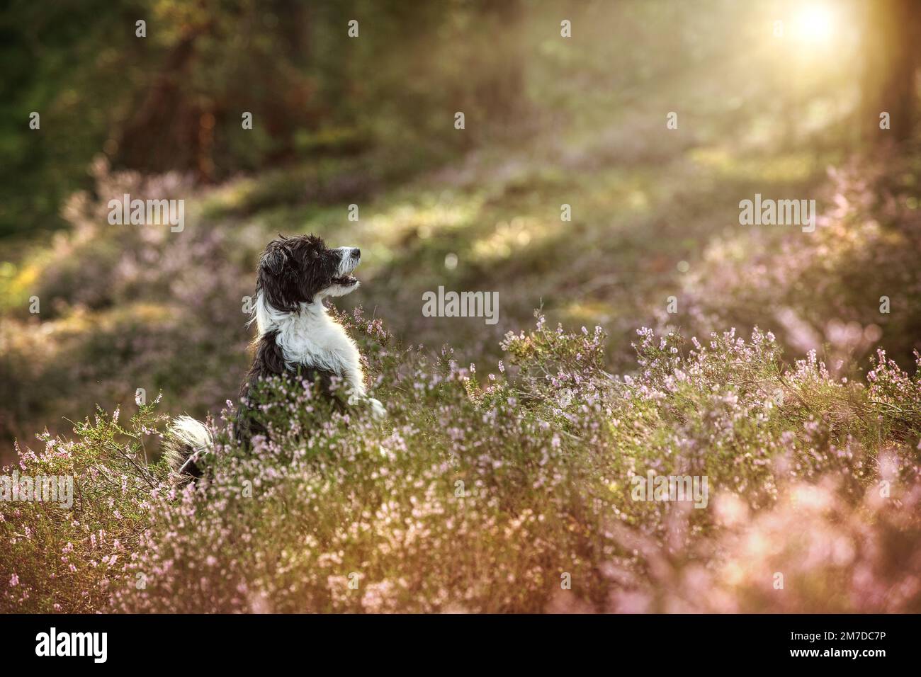 Cute dog in heather landscape Stock Photo - Alamy