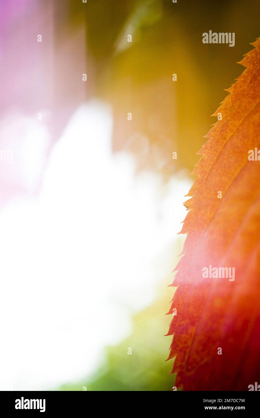 Creative autumn leaf portrait backlit by the setting sun adn in soft ...