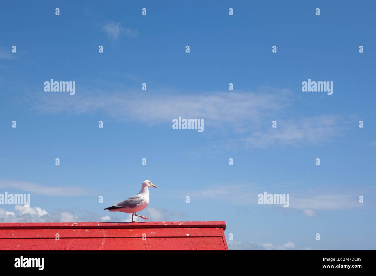 A segull standing on the top of a red roofed wooden building on a beach ...