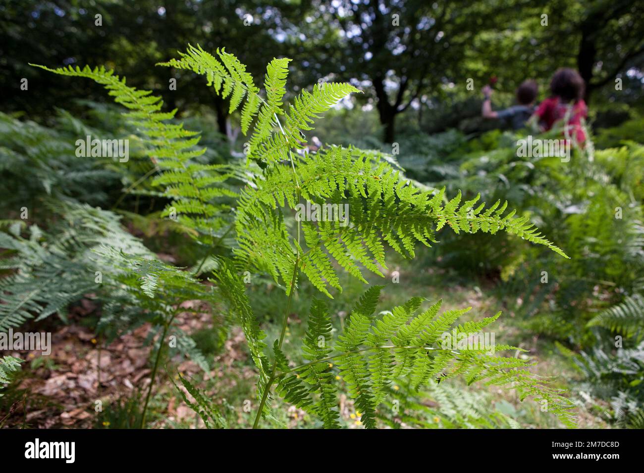 Children run a long a path way in a forest or wood, through a clearing ...