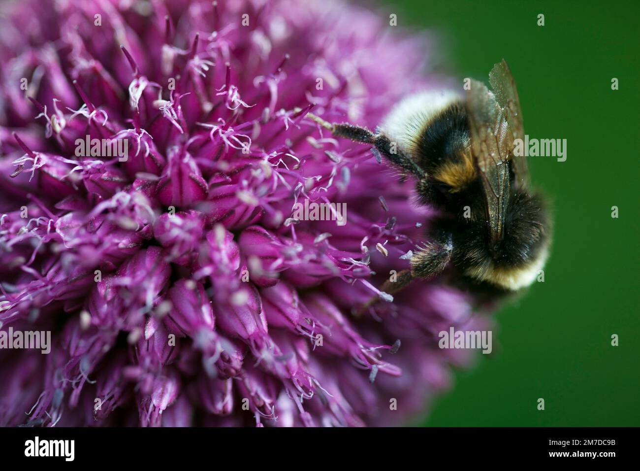 Allium flowers in full bloom showing the detail of the seed head in the ...