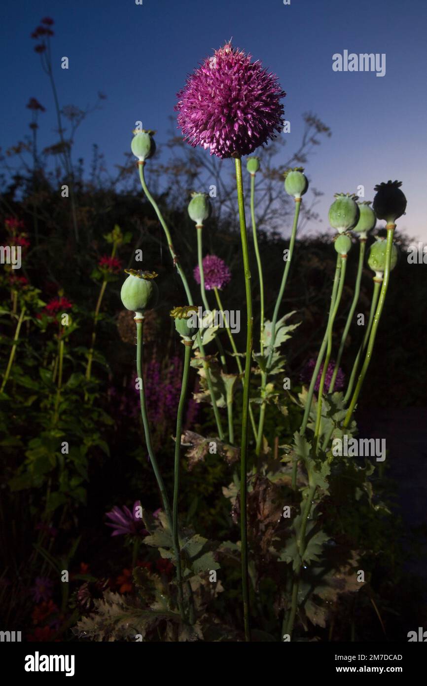 Allium flower in full bloom showing the detail of the seed head in the ...
