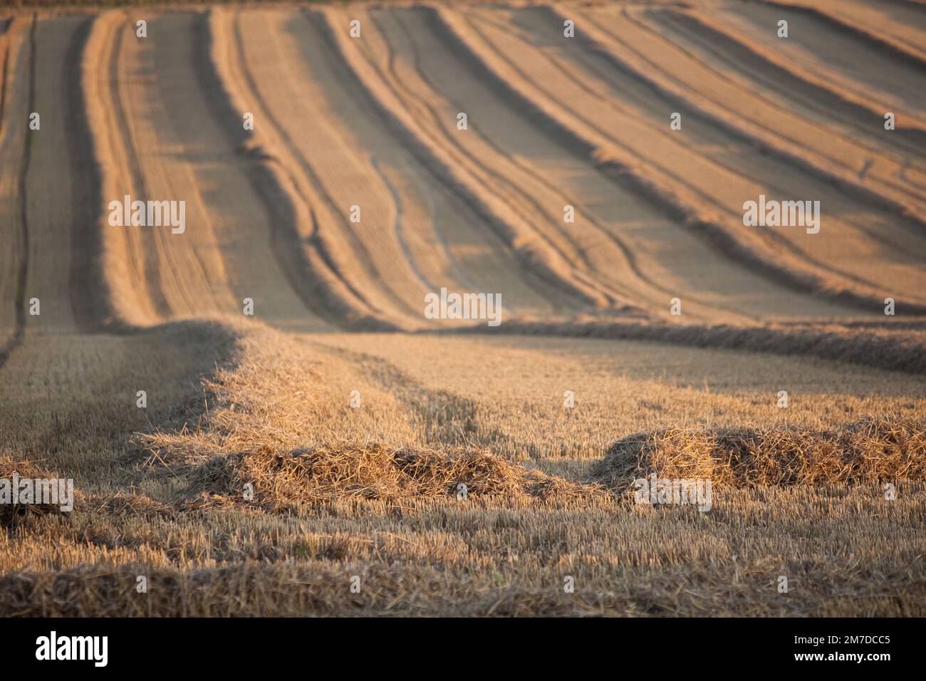 lines of chaff and straw left over from the harvesting of a crop in a ...
