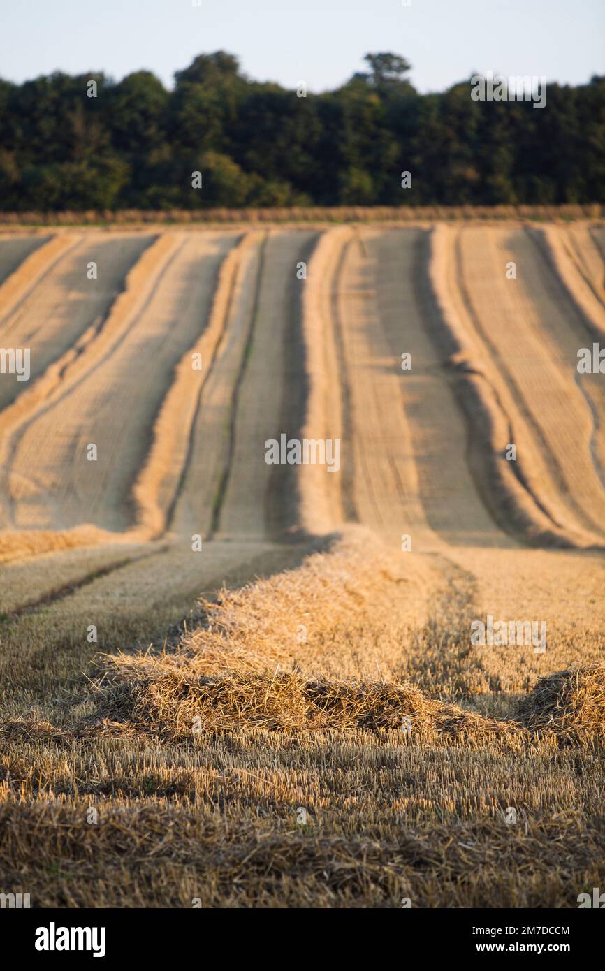 lines of chaff and straw left over from the harvesting of a crop in a ...