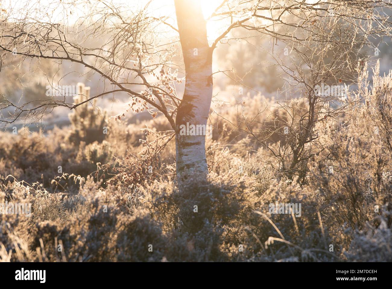 Frosty frozen morning at RSPB Budby South Forest, Sherwood Forest ...