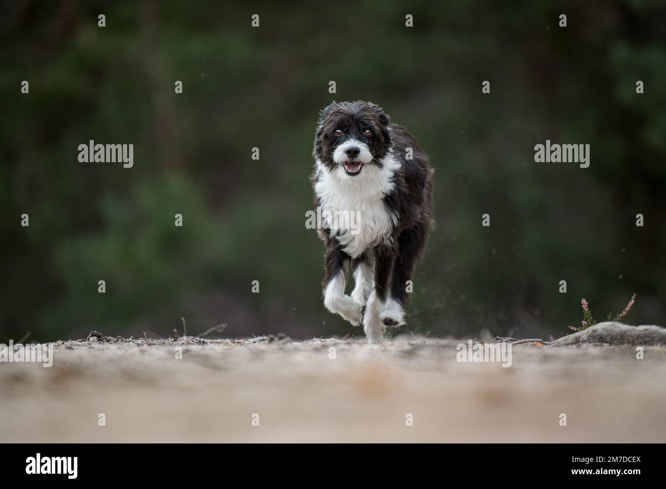 Cute dog running in a field Stock Photo - Alamy