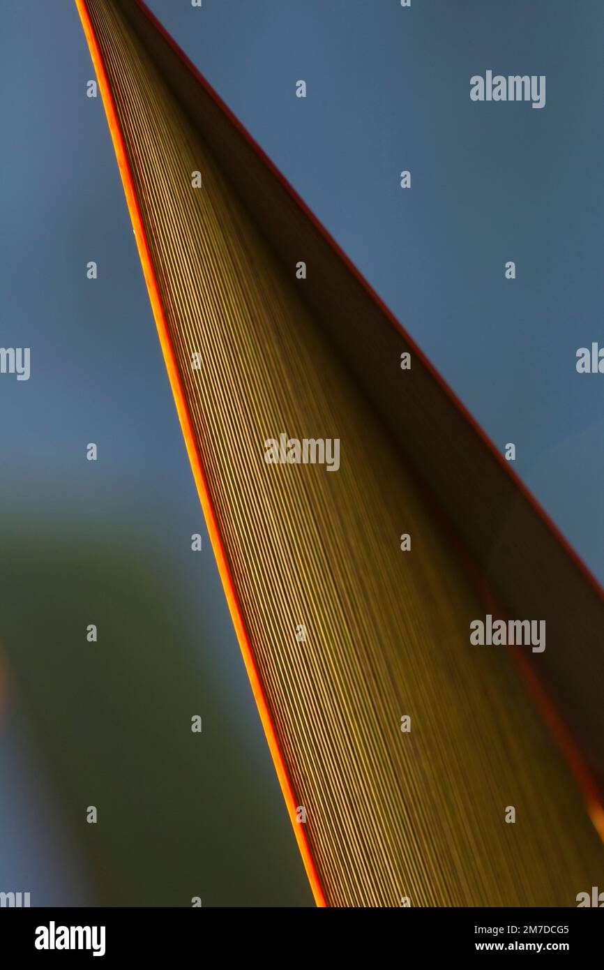 Edge frond leaf hi-res stock photography and images - Alamy