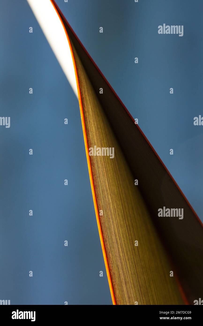 Edge frond leaf hi-res stock photography and images - Alamy