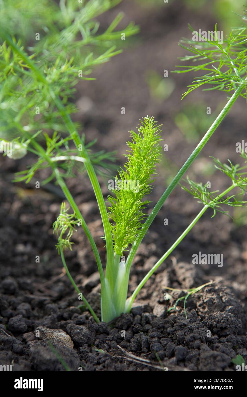 The young shoots of a fennel bulb sprout from the ground in the morning ...