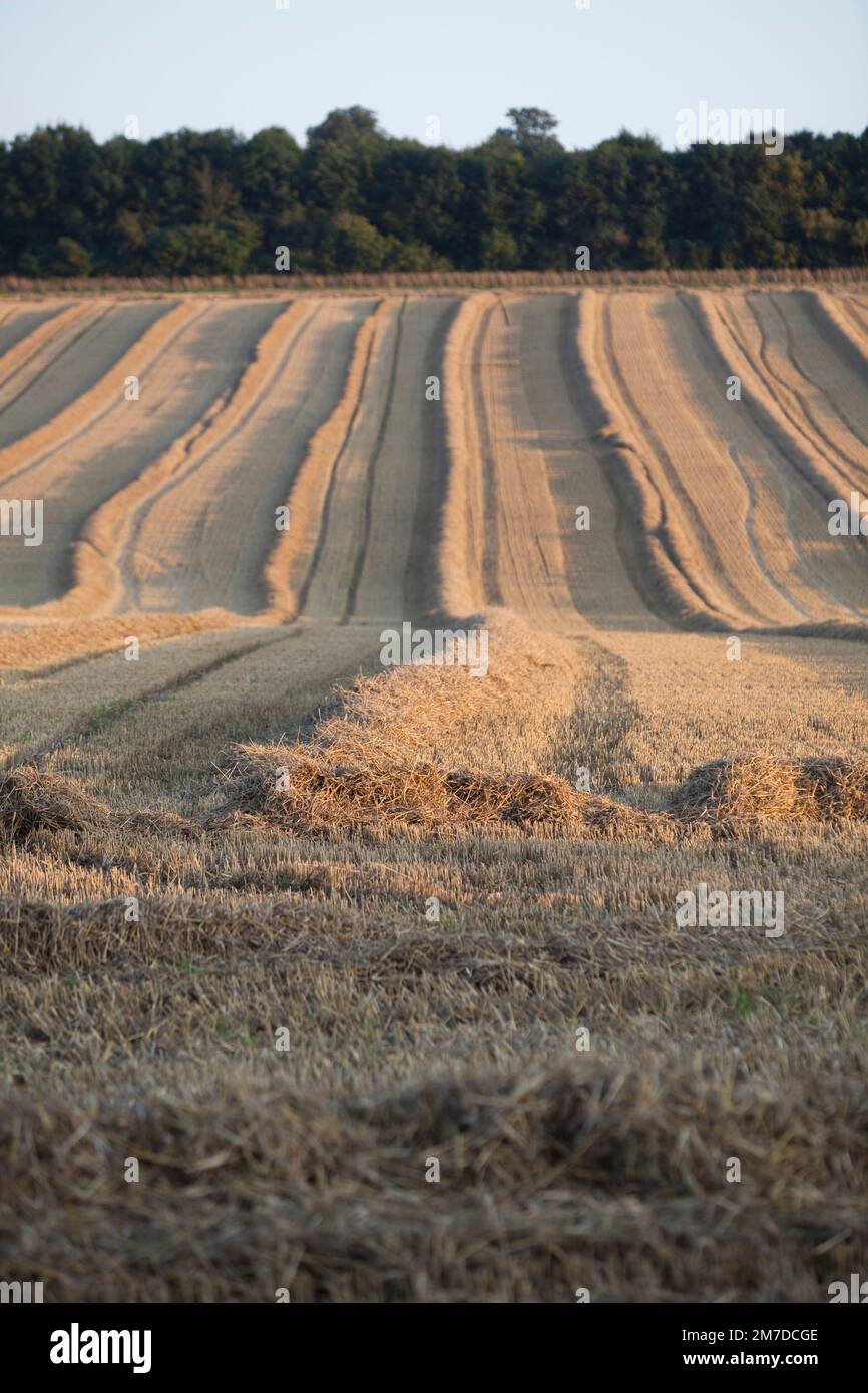 lines of chaff and straw left over from the harvesting of a crop in a ...