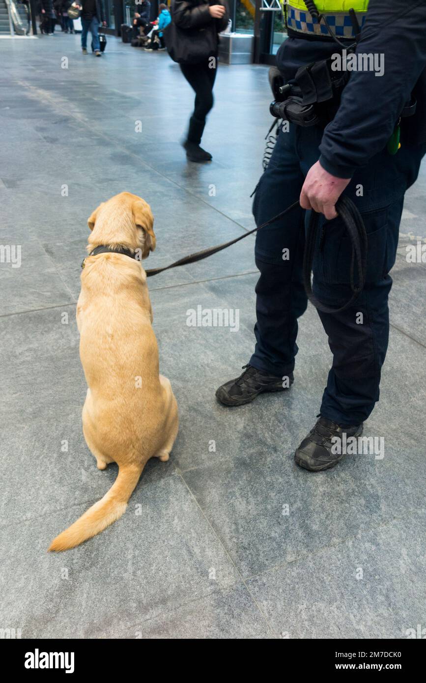 Sniffing dog security at airports hi-res stock photography and images ...