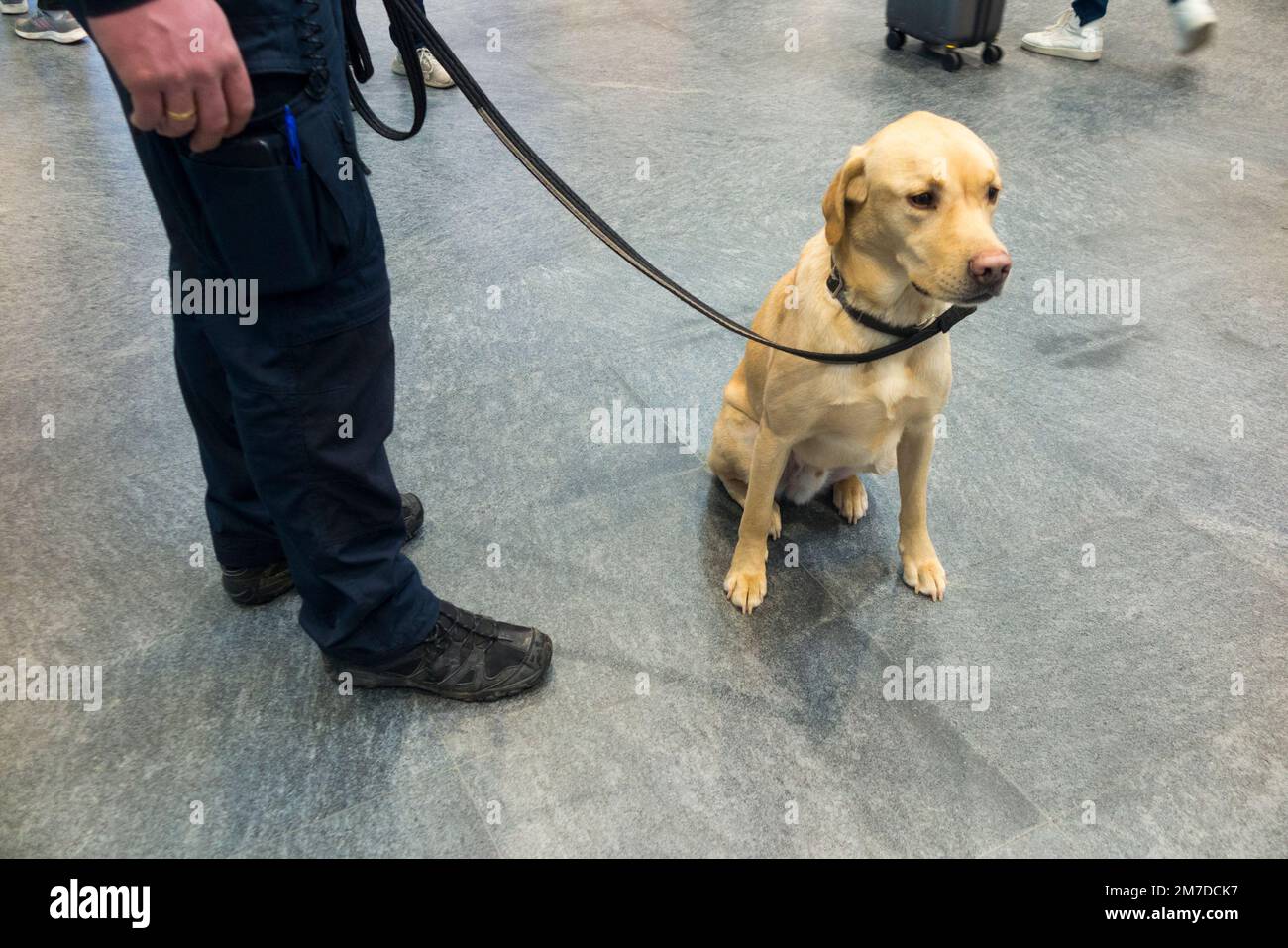 Explosives sniffer dogs hi-res stock photography and images - Alamy