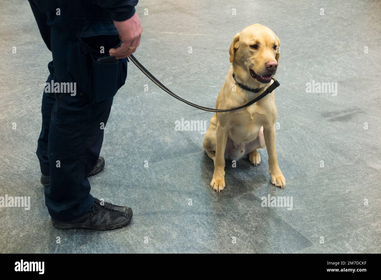 Sniffing dog security at airports hi-res stock photography and images ...