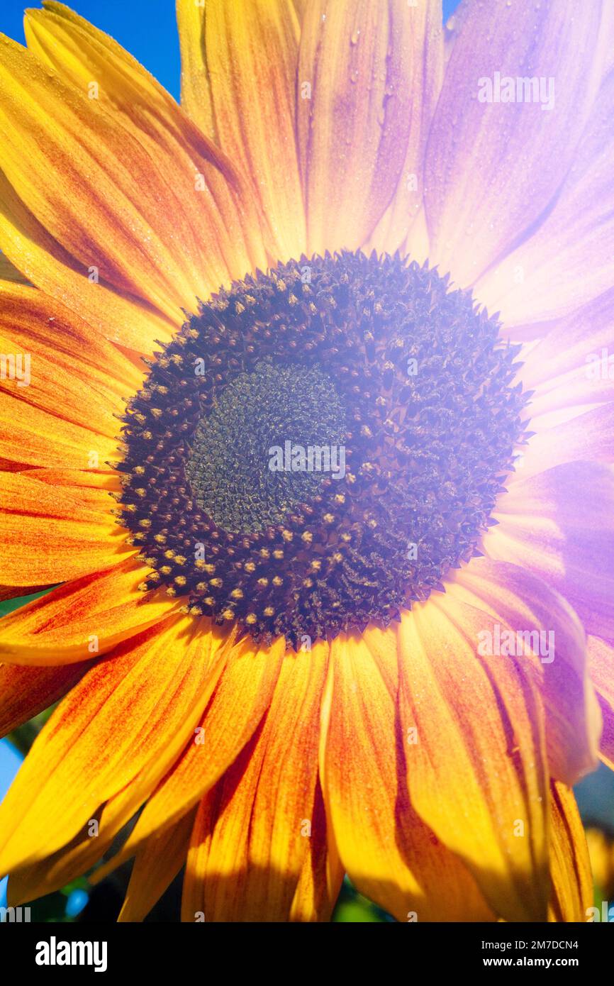 A large sunflower head shwoing the huge petals adn deeply coloured ...