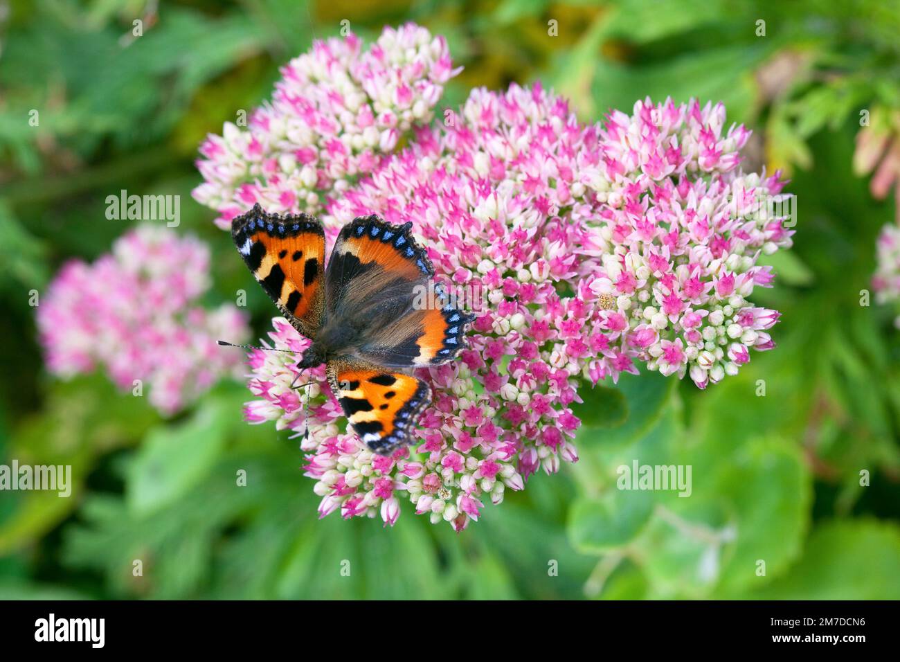 A butterfly collecting nectar from the pink flower head of a sedum ...