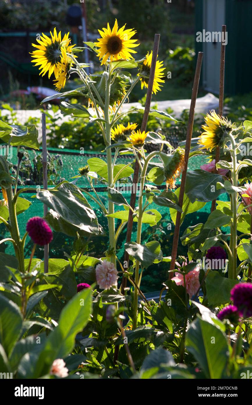 Sunflowers growing in the warm sunshine in a large flower plot Stock ...