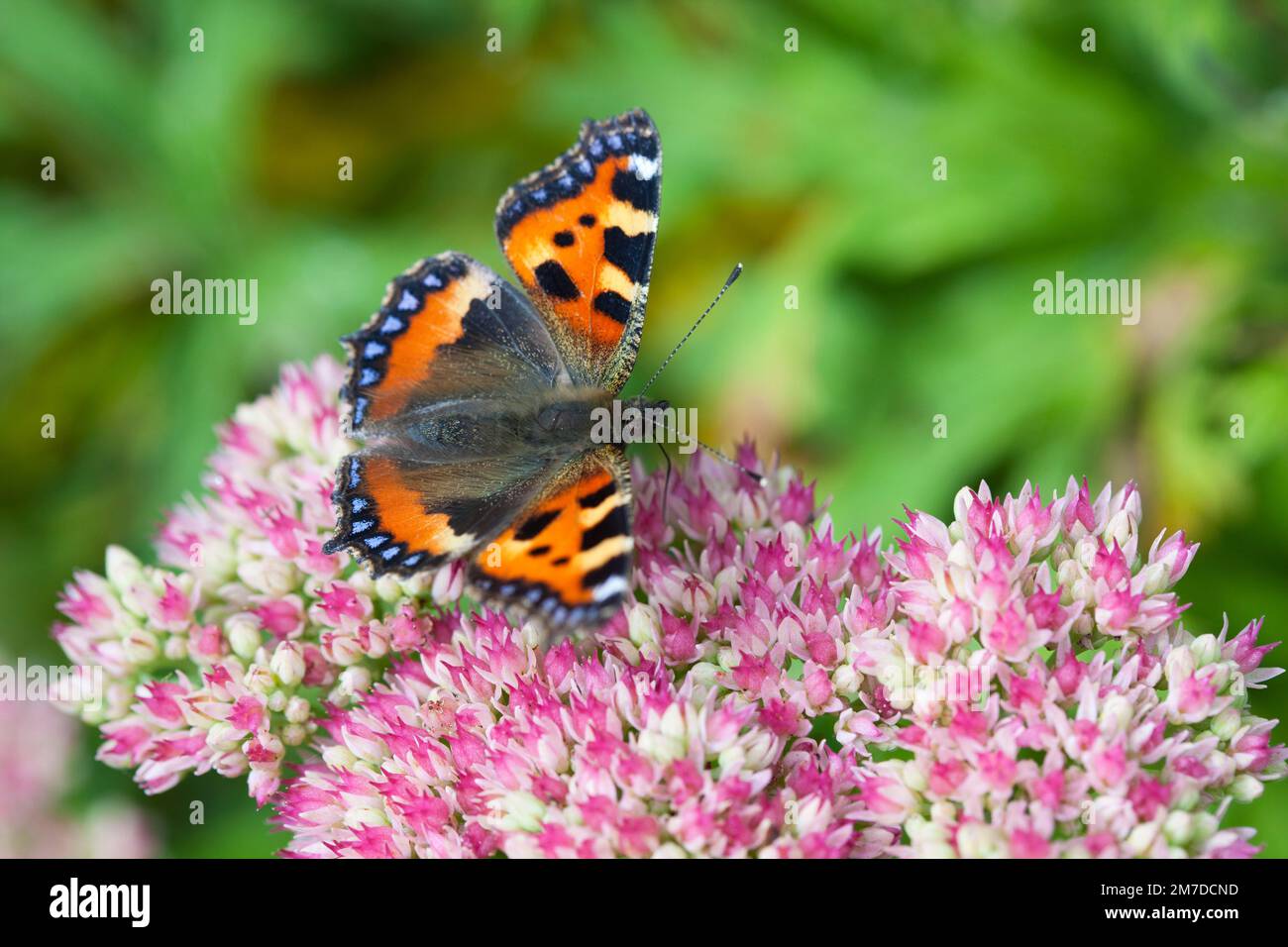 A butterfly collecting nectar from the pink flower head of a sedum ...