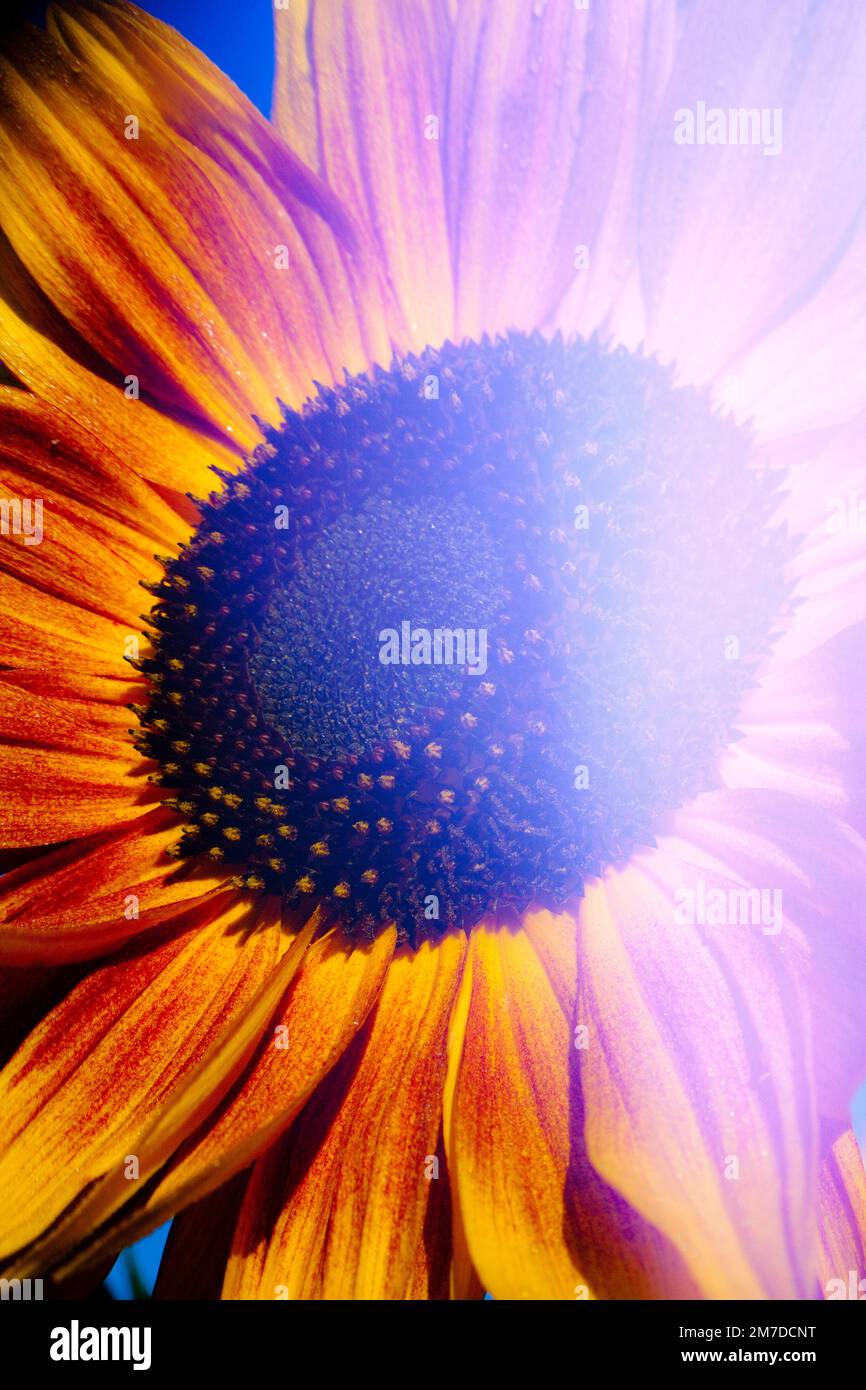 A large sunflower head shwoing the huge petals adn deeply coloured ...