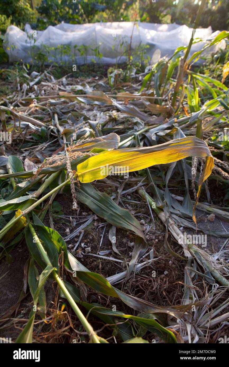 A vegetable plot on a garden or allotment in the Uk, the sweetcorn ...