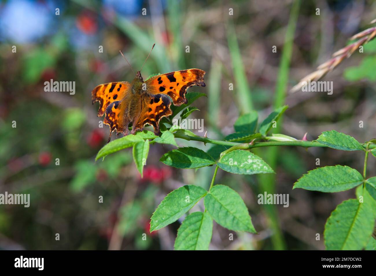 A deep orange butterfly sunning itself on a bramble in the british ...