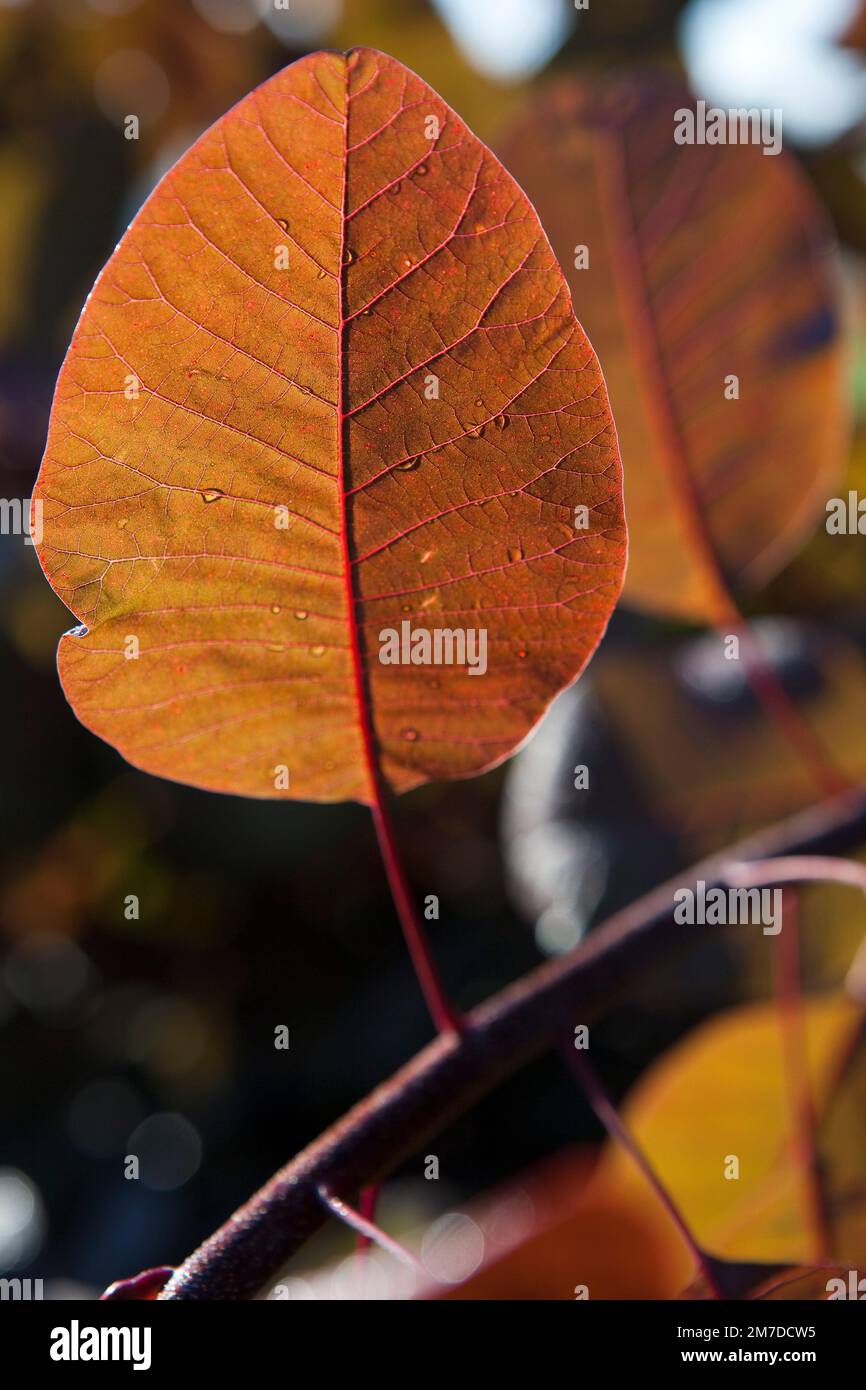 Detail of the brilliant, red, purple leaves of the shrub or bush known ...