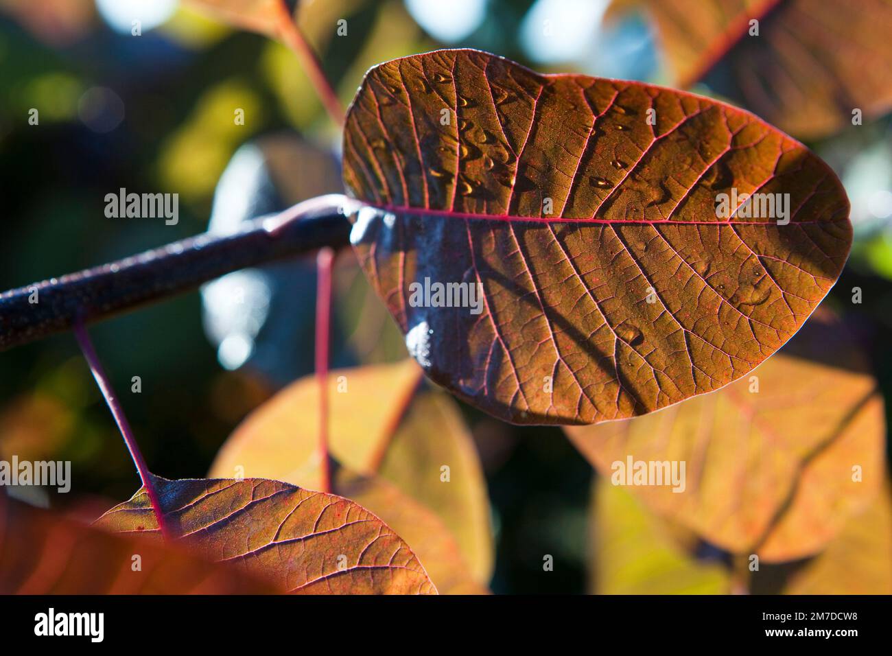 Detail of the brilliant, red, purple leaves of the shrub or bush known ...