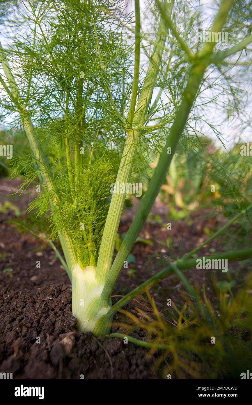 Fennel bulbs looking healthy and growing in a vegetable patch on an ...