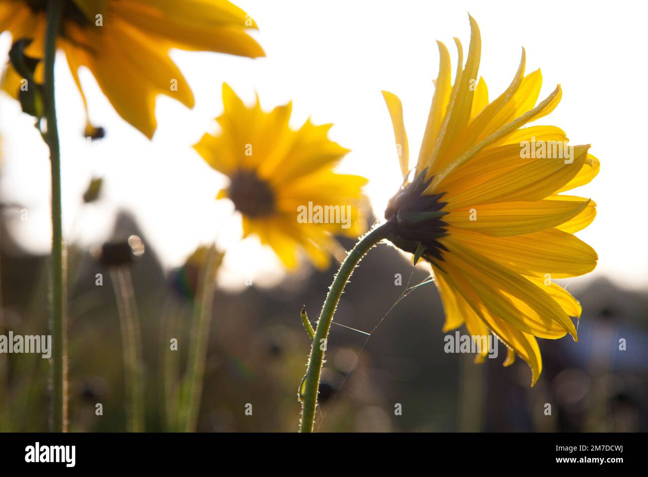 Large yellow daisy like flower blooms glowing in the early morning ...